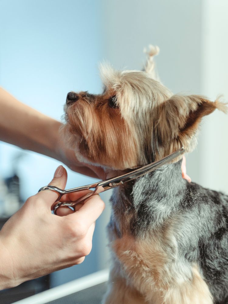 Principled Pooch Mobile Grooming - Vallejo, CA